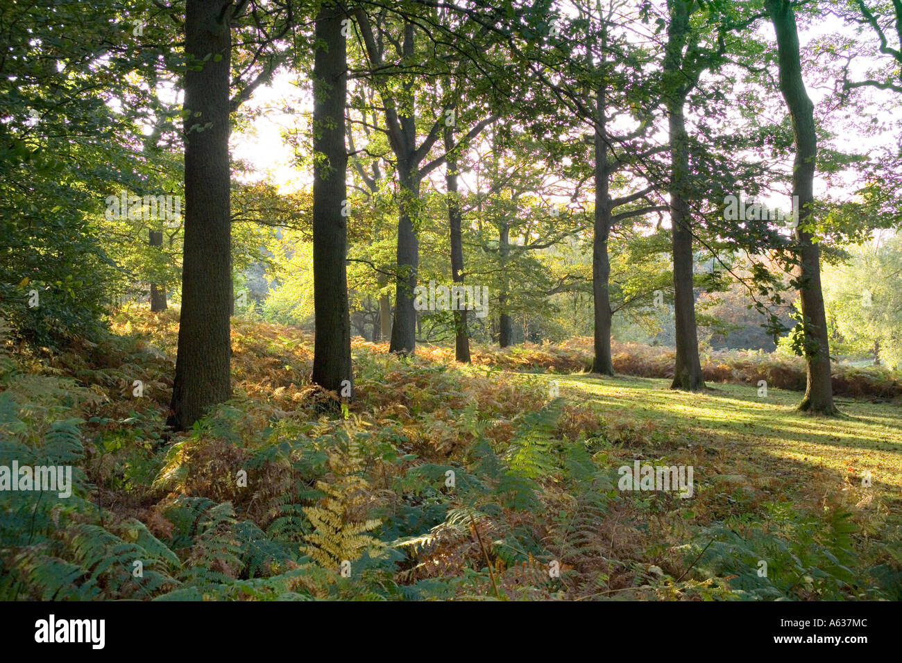 Autumn in the Forest of Dean at Beechenhurst, Gloucestershire Stock ...
