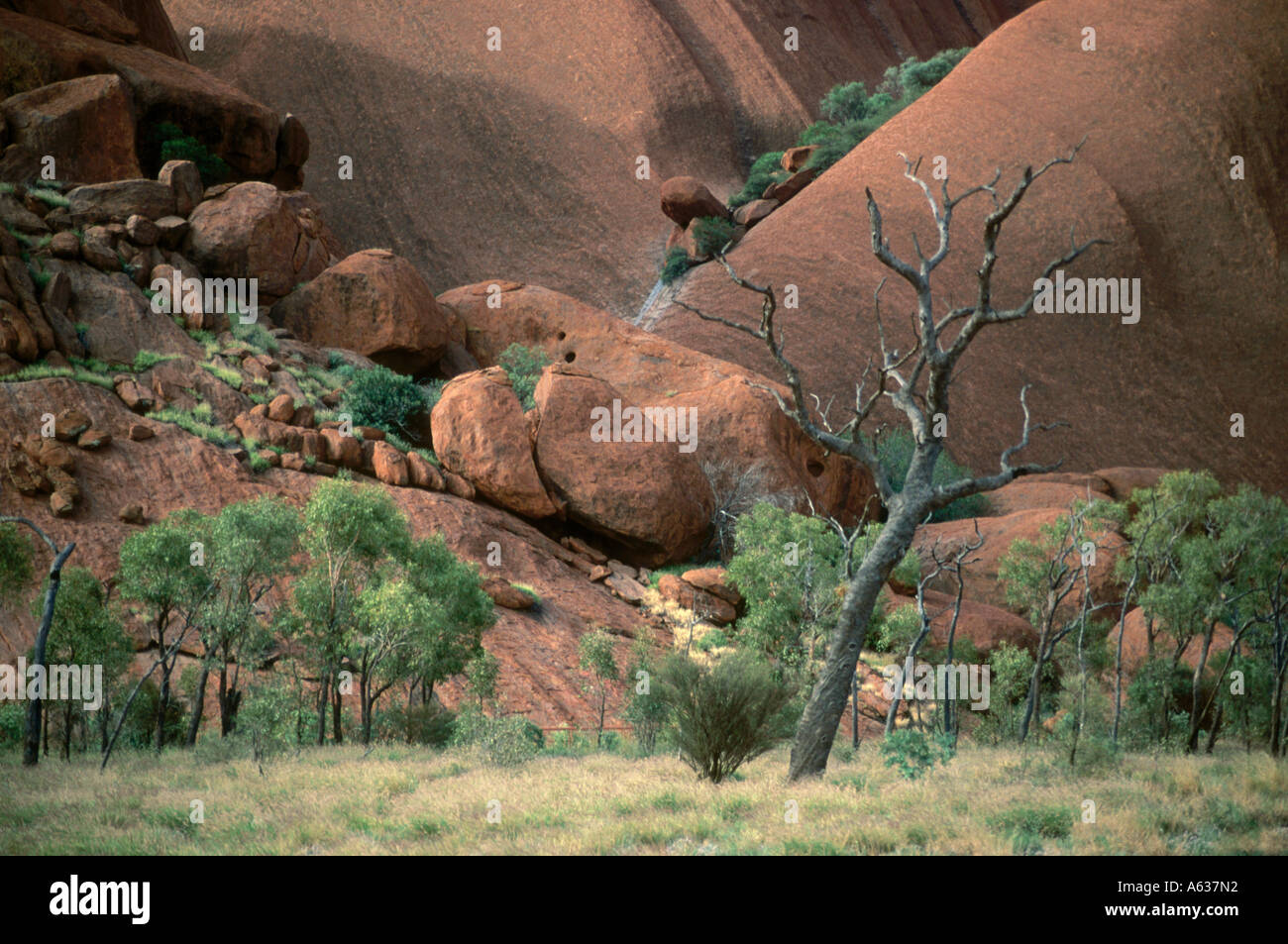 Trees and rock formations on landscape, Uluru, Northern Territory ...