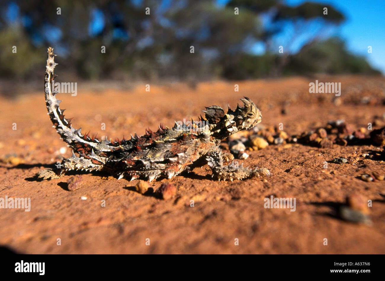 Thorny Devil (Moloch horridus) in desert, Australia Stock Photo - Alamy