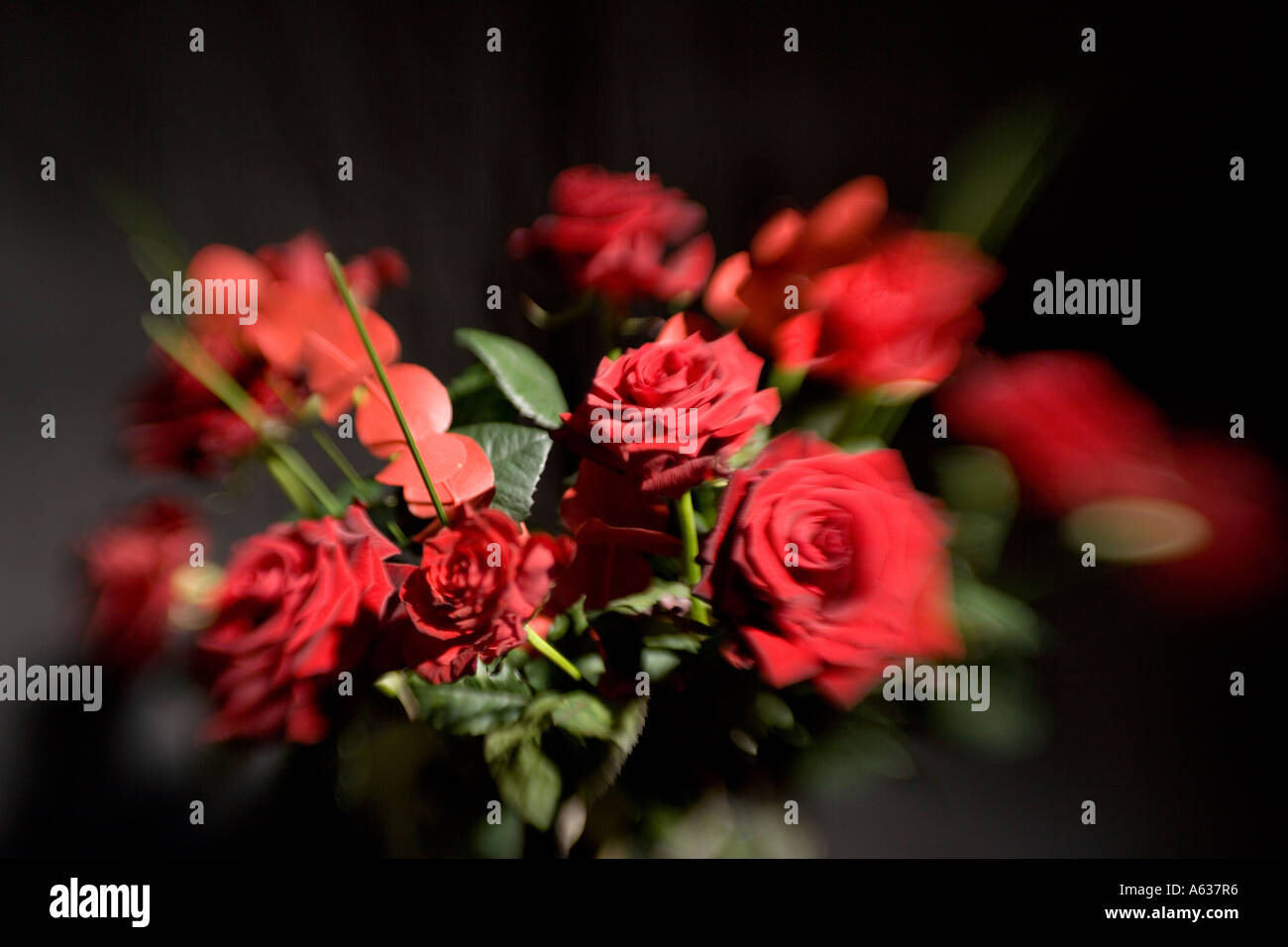 Red roses in vase Stock Photo - Alamy