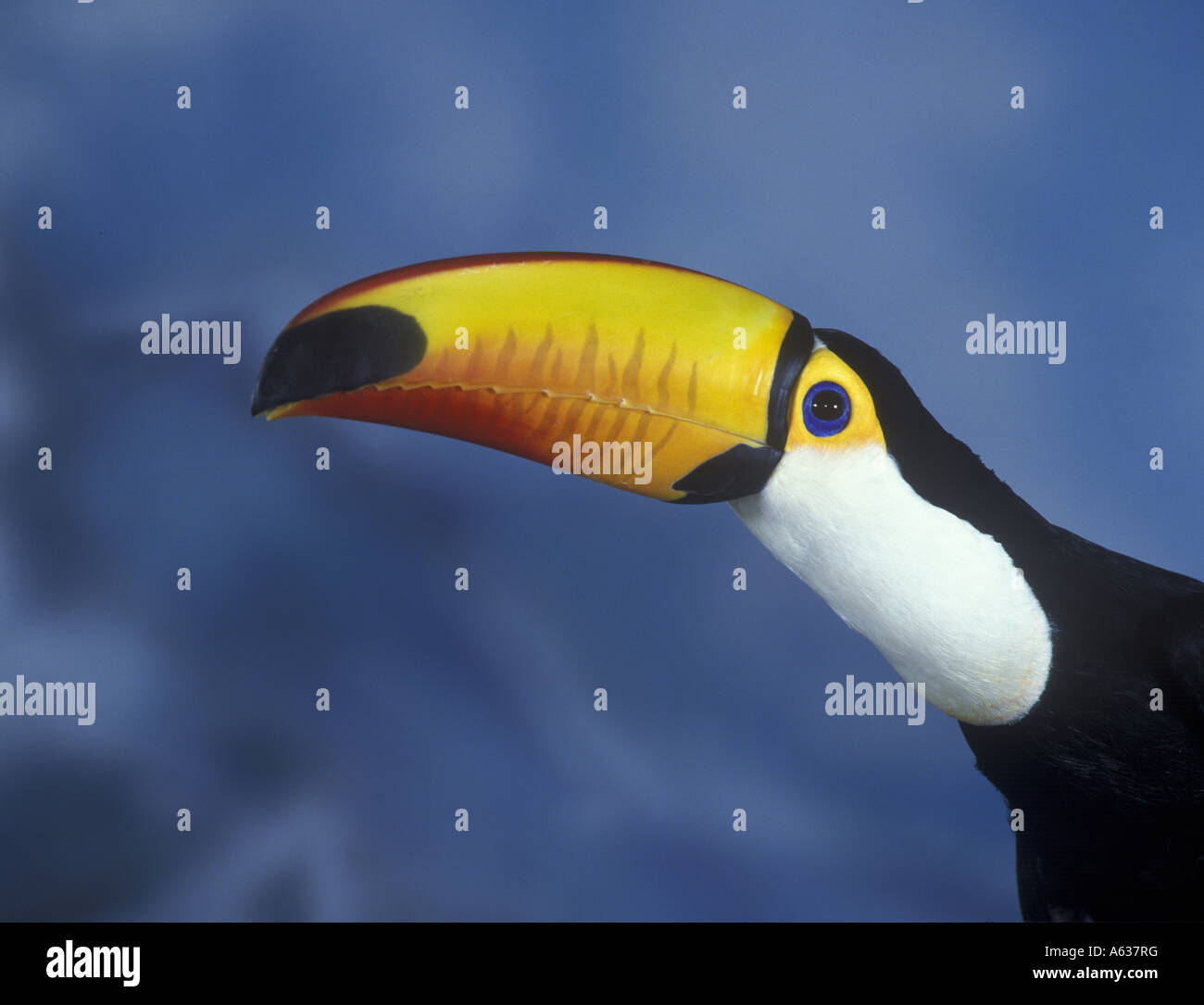 Toco Toucan Ramphastos toco Close up of head and beak Stock Photo - Alamy