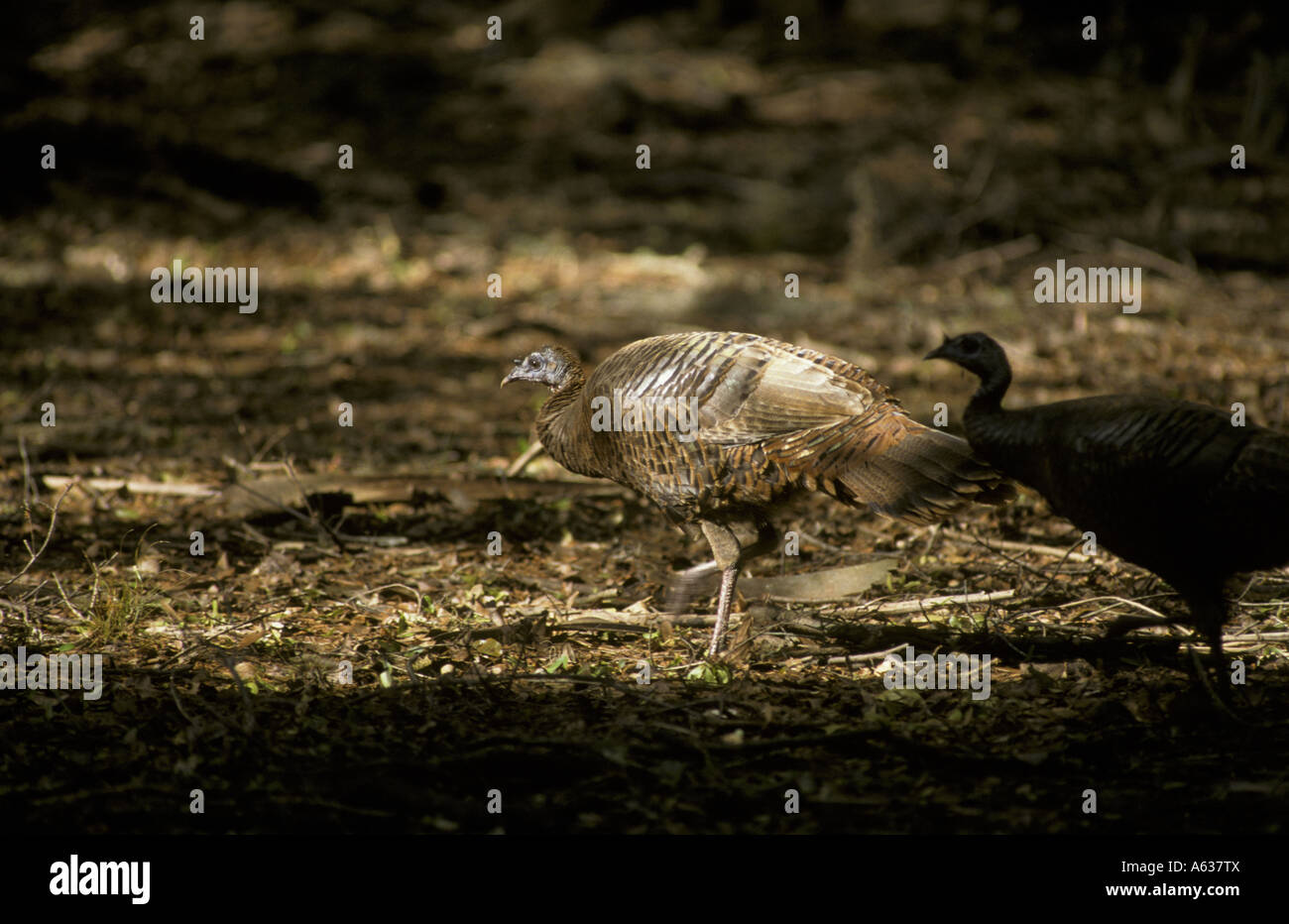North american wild turkeys hi-res stock photography and images - Alamy