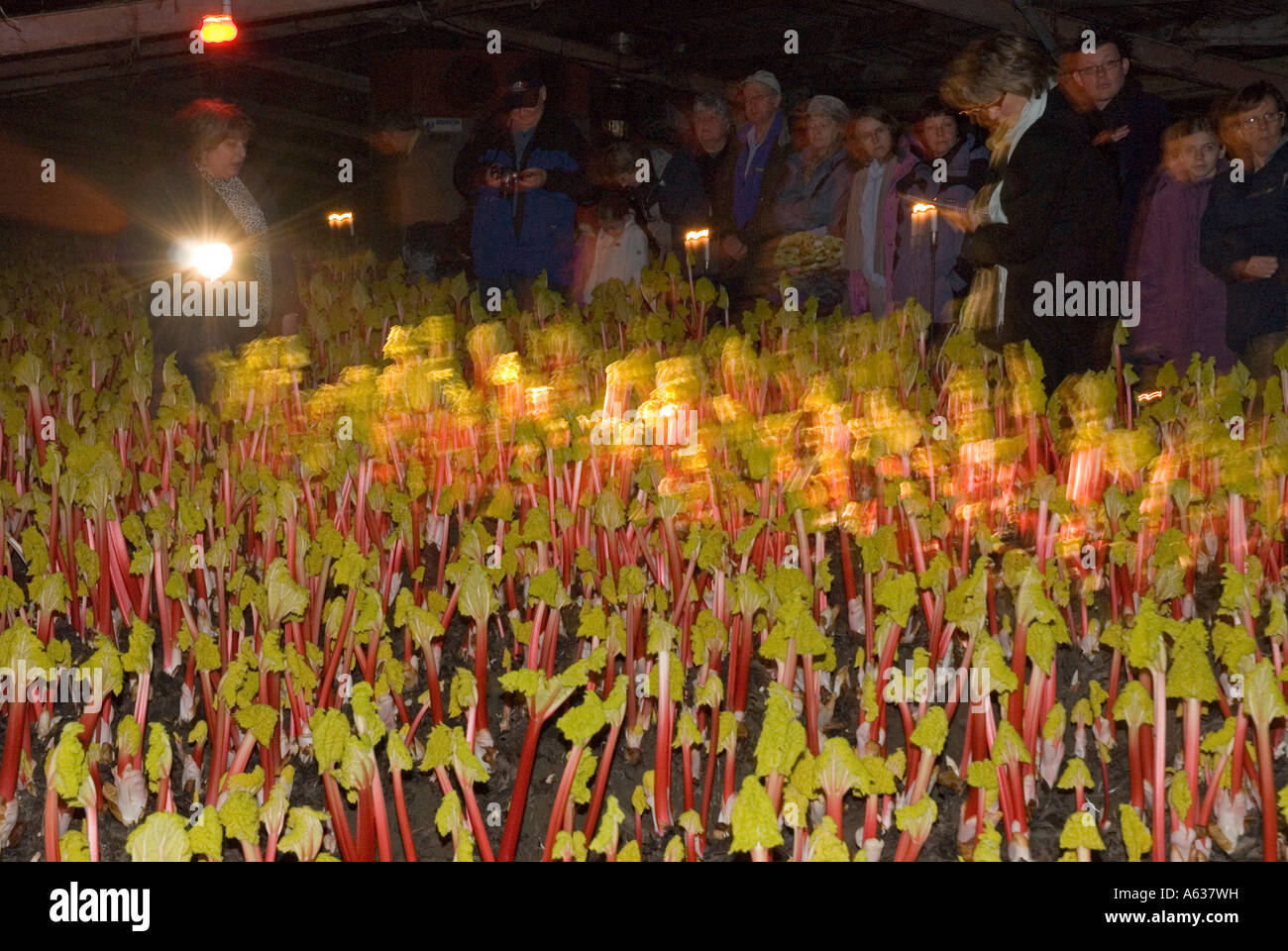 Rhubarb being grown in a forcing shed at a farm in the Rhubarb triangle ...