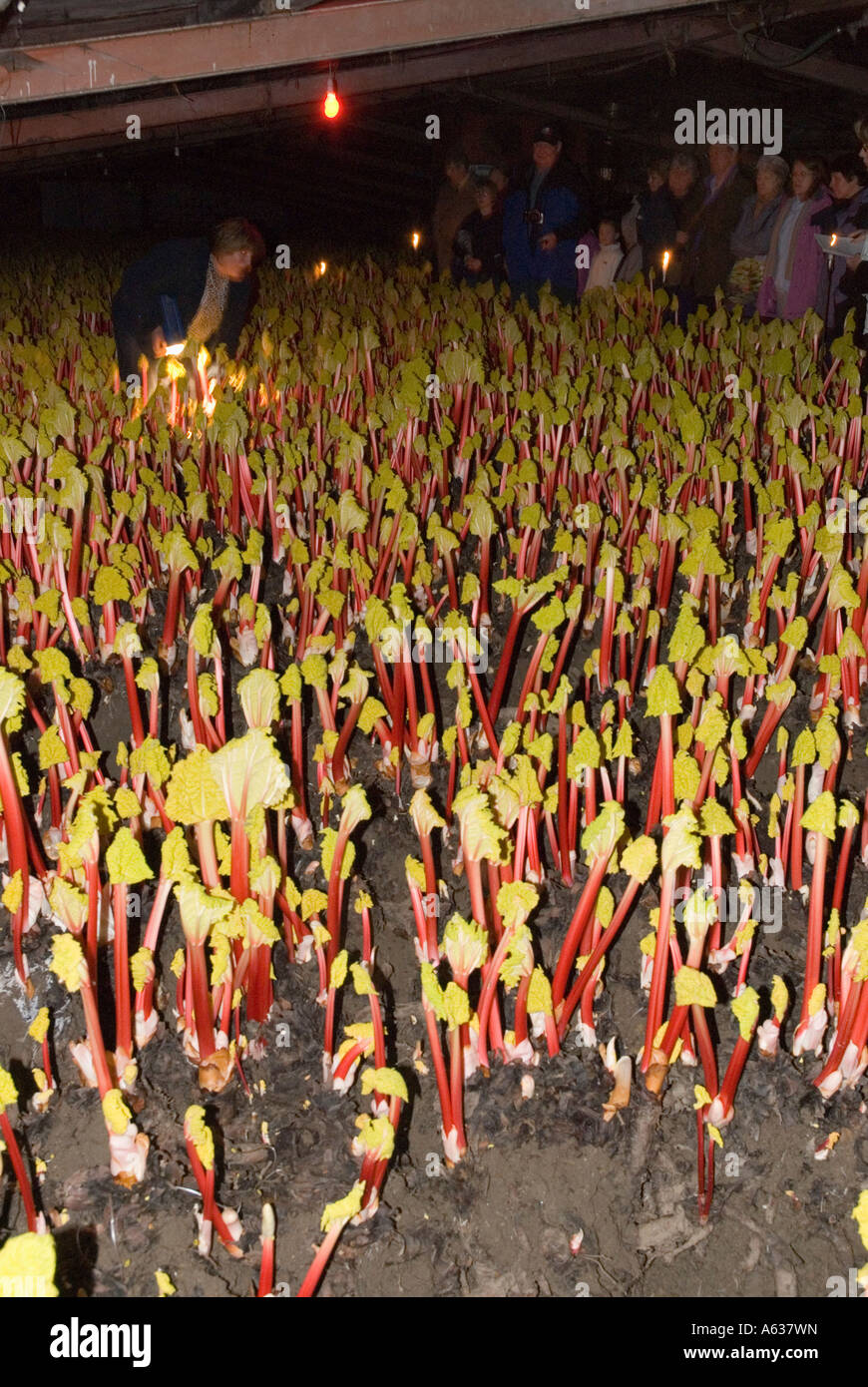 Rhubarb being grown in a forcing shed at a farm in the Rhubarb triangle ...