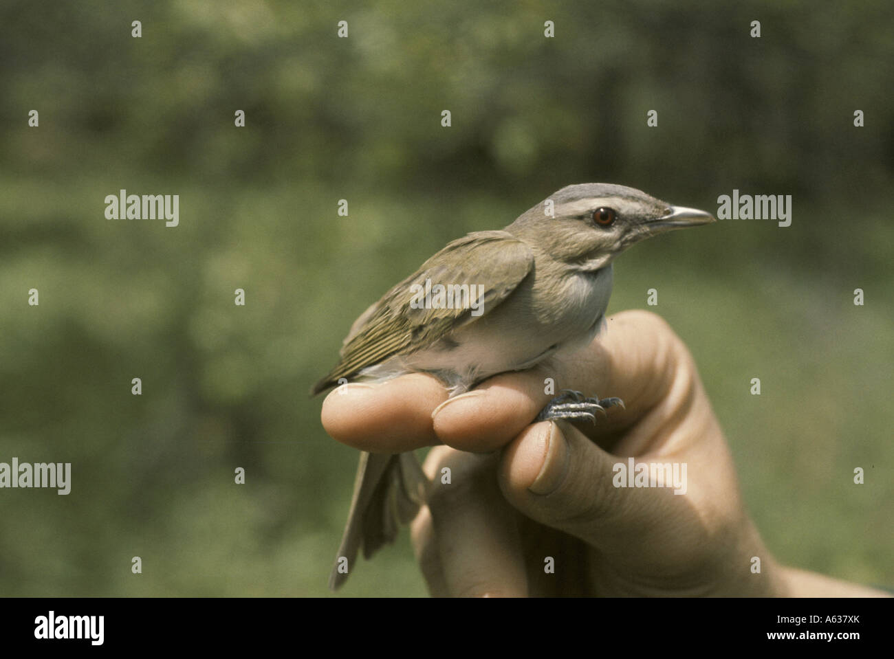 Vireo vireos bird hi-res stock photography and images - Alamy