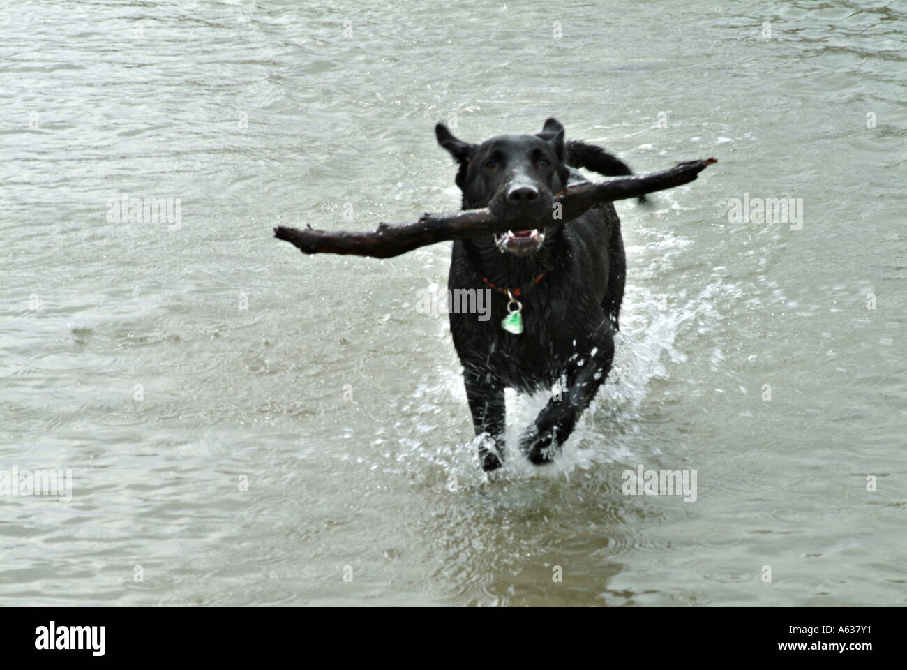 Dog running in water Stock Photo - Alamy