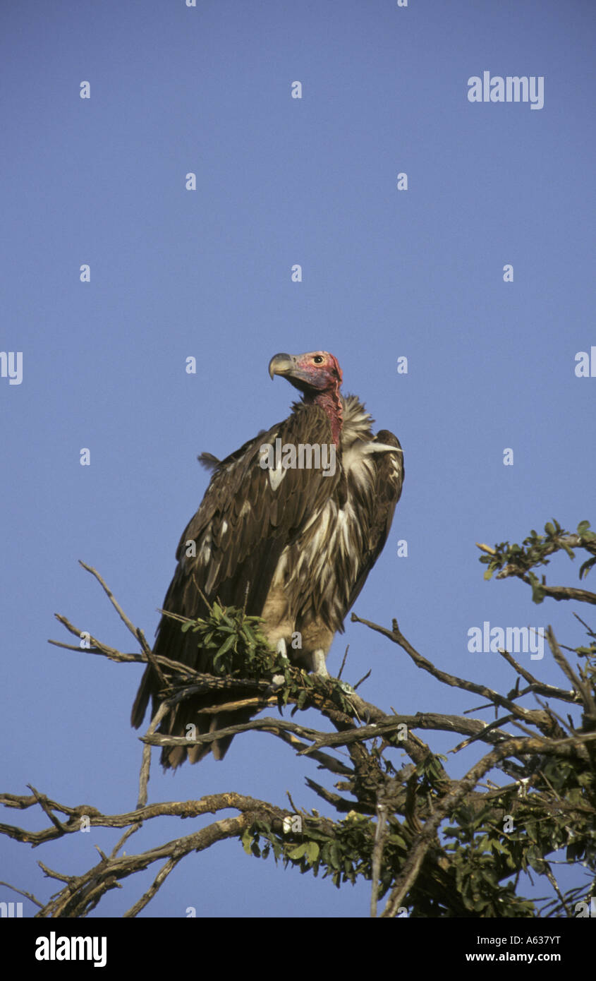 Lappet vulture hi-res stock photography and images - Alamy