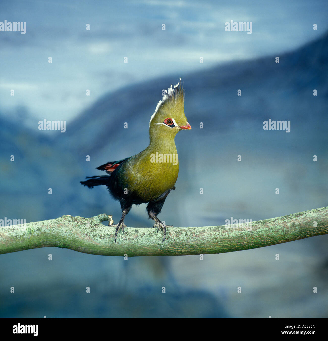Livingstone s Turaco Tauraco livingstonii Stock Photo - Alamy