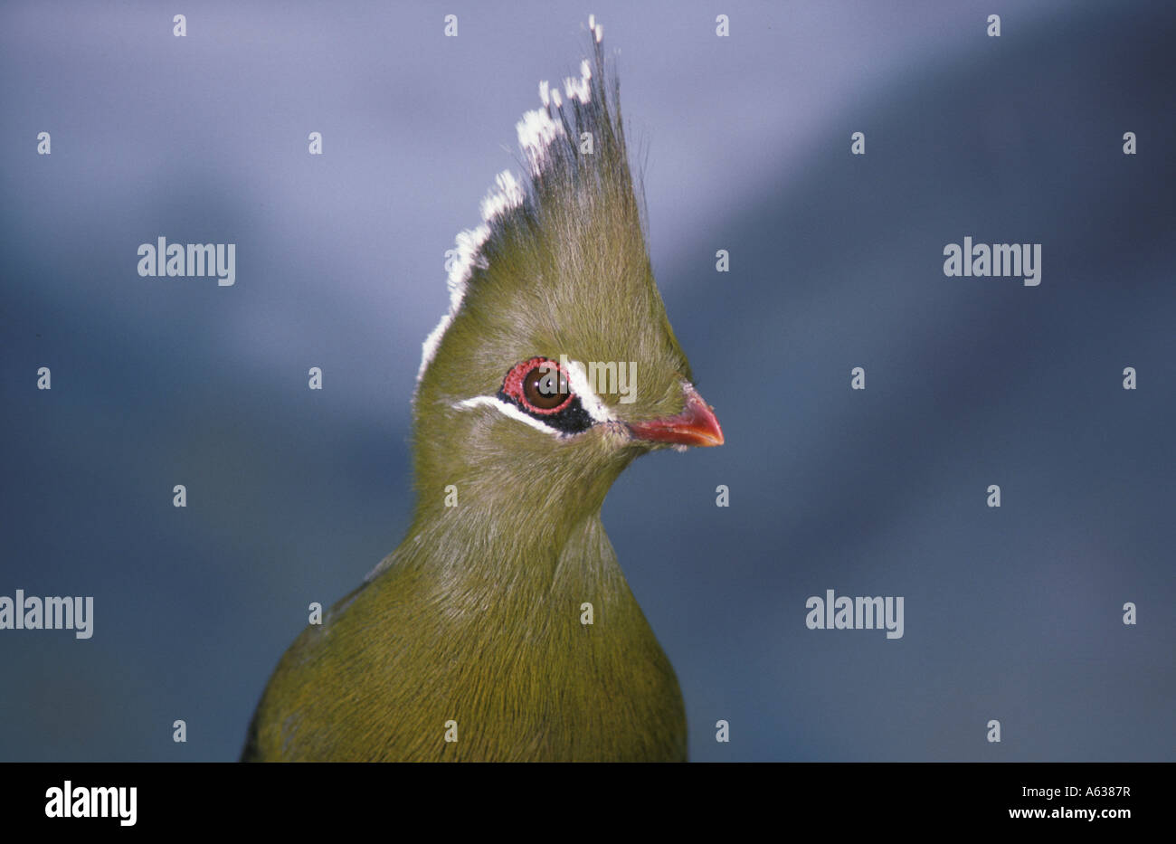 Livingstone s Touraco Stock Photo - Alamy