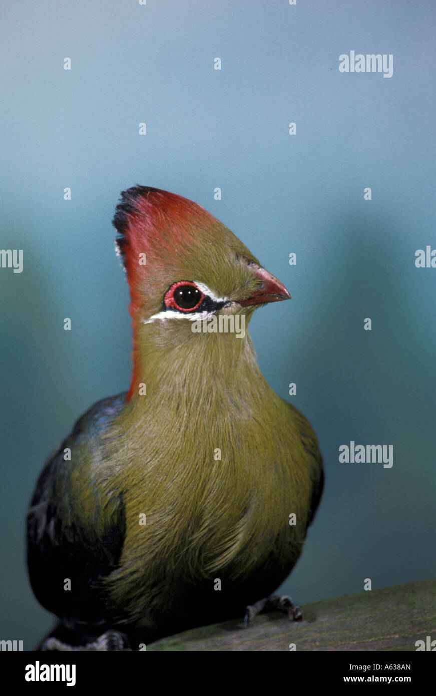 Fischers Touraco Tauraco fischeri Stock Photo - Alamy