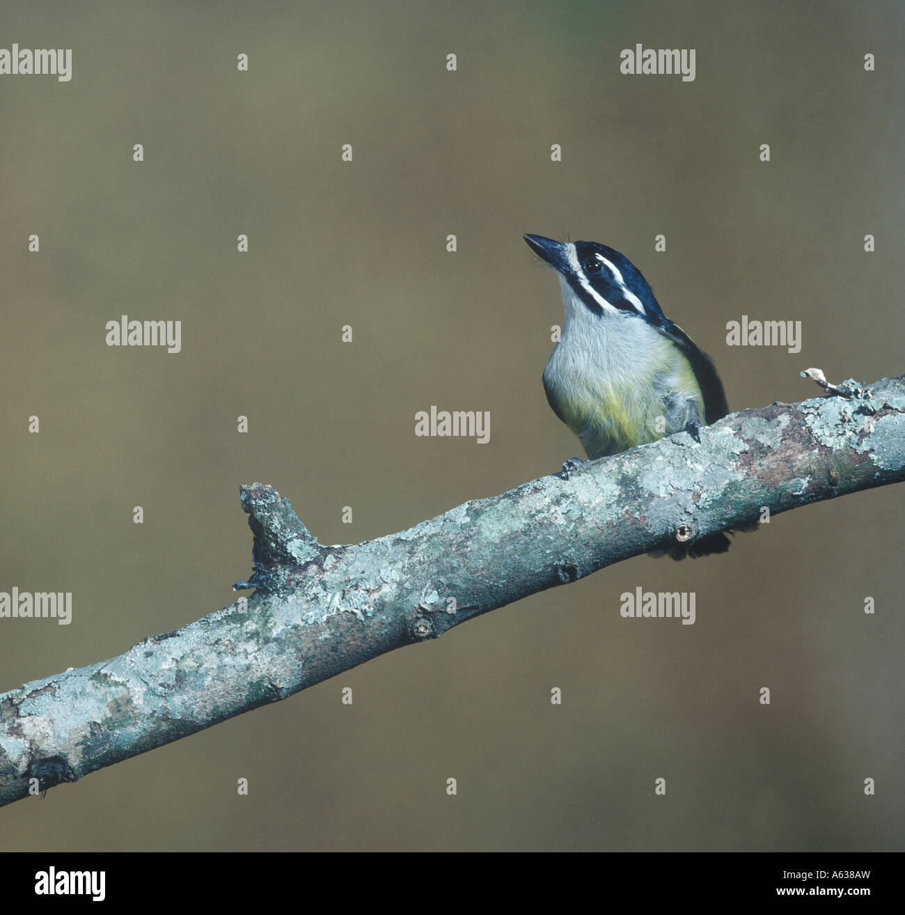 Golden rumped tinker bird Pogoniulus bilineatus Stock Photo - Alamy