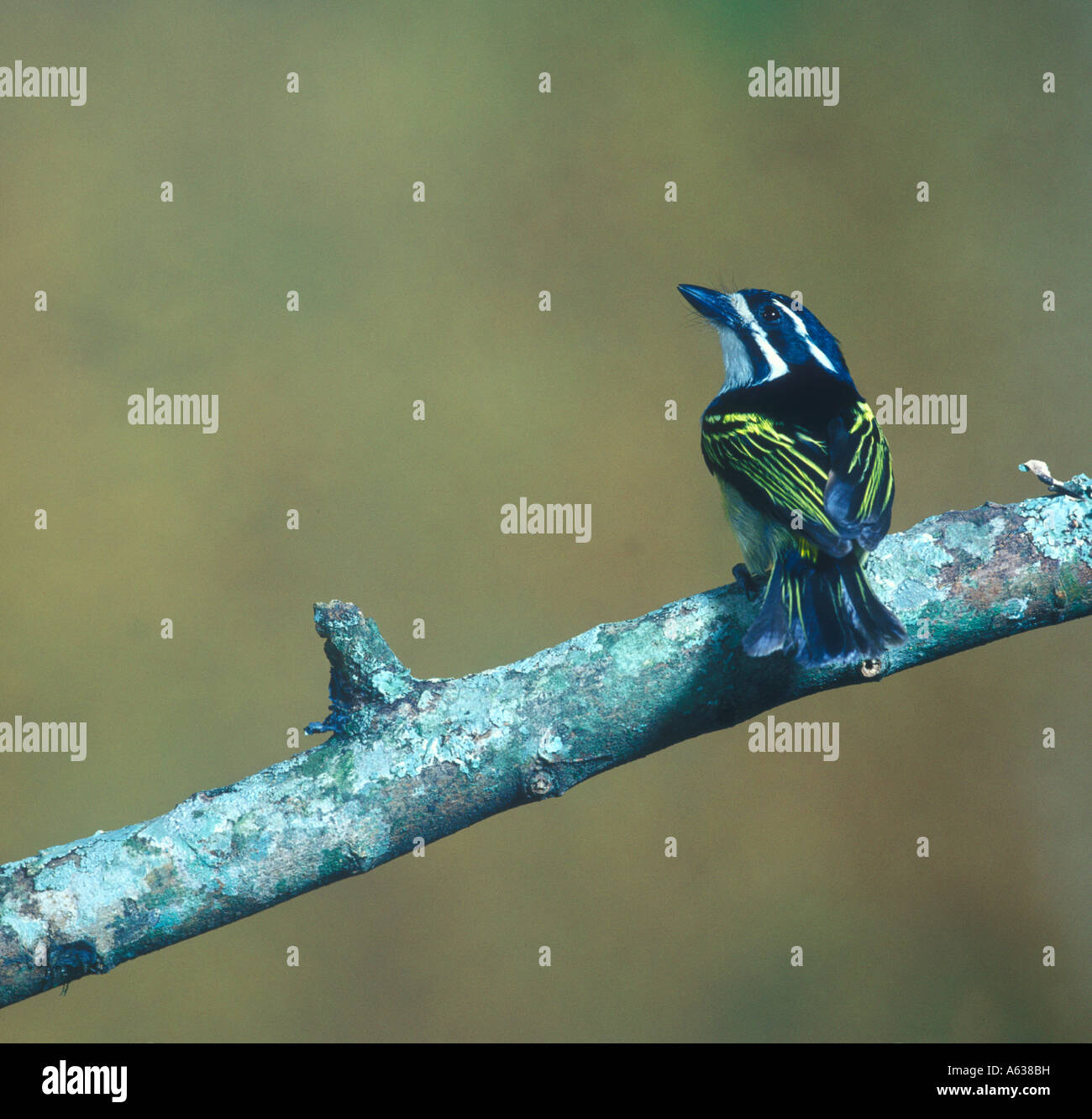 Golden rumped tinker bird Pogoniulus bilineatus Stock Photo - Alamy