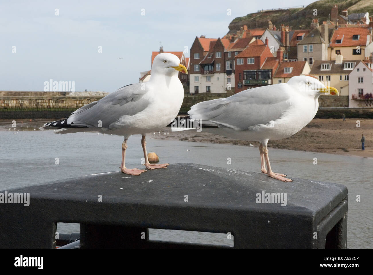 Comon Seagull Larus argentatus Whitby North Yorkshire England Stock ...