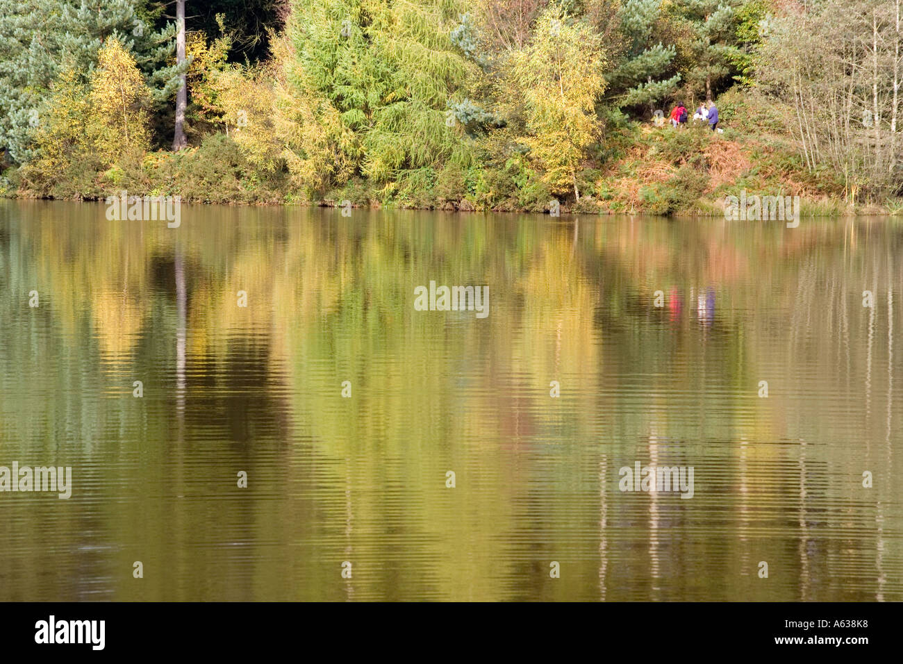 Autumn in the Forest of Dean at Mallards Pike Lake, Gloucestershire ...