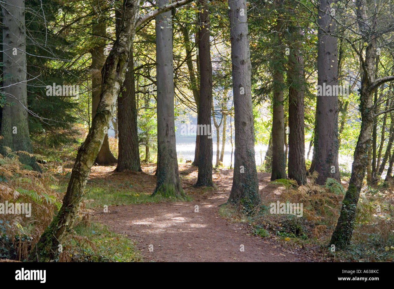 Mallards pike in forest dean hi-res stock photography and images - Alamy