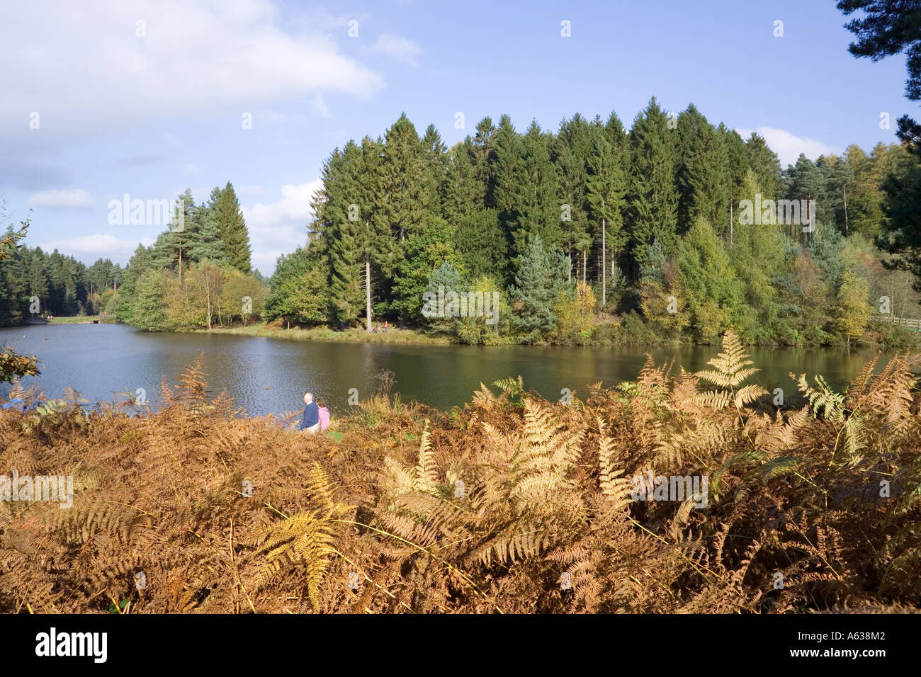 Mallards pike in forest dean hi-res stock photography and images - Alamy