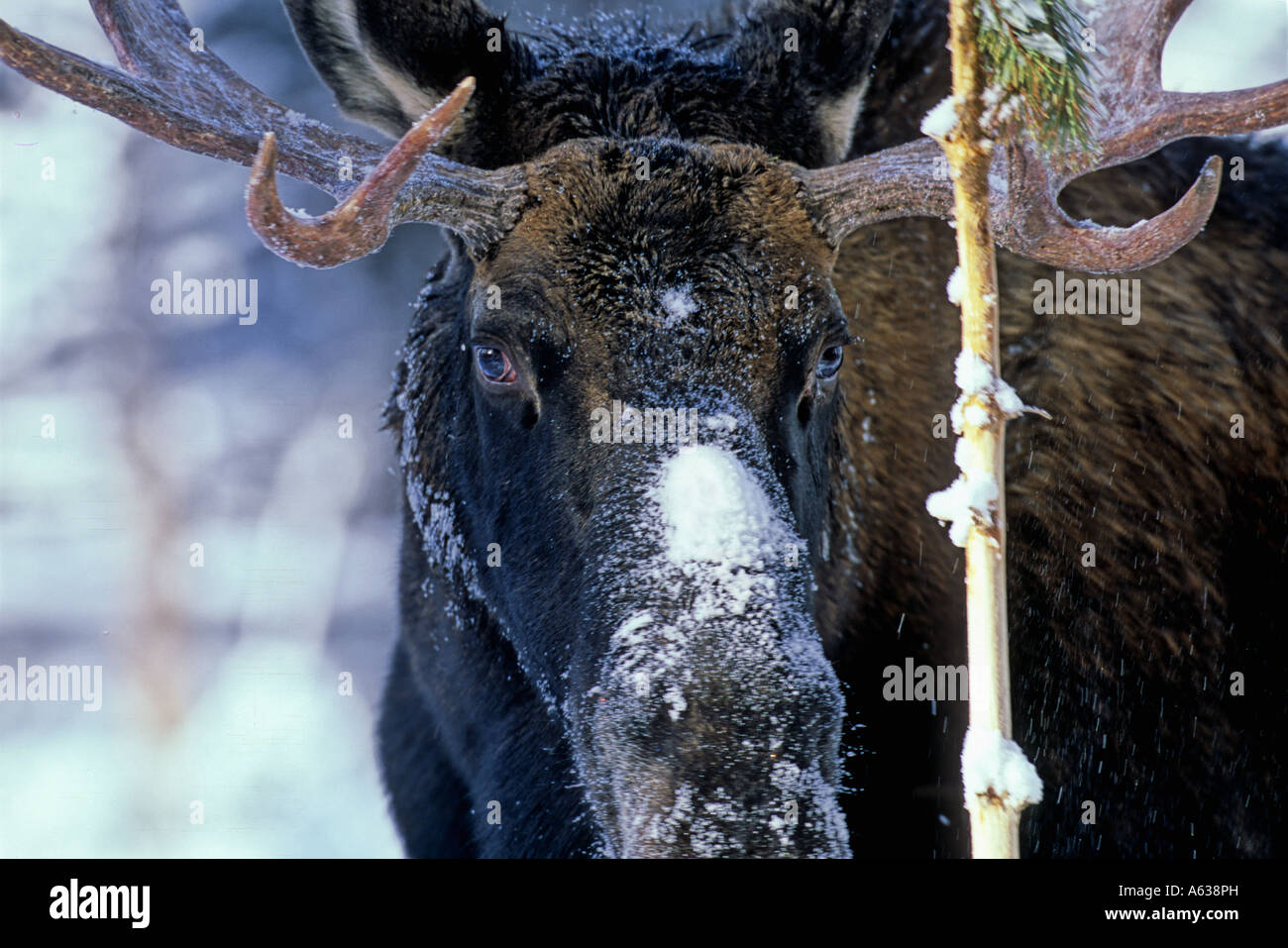 A close up face shot of a bull moose Stock Photo - Alamy