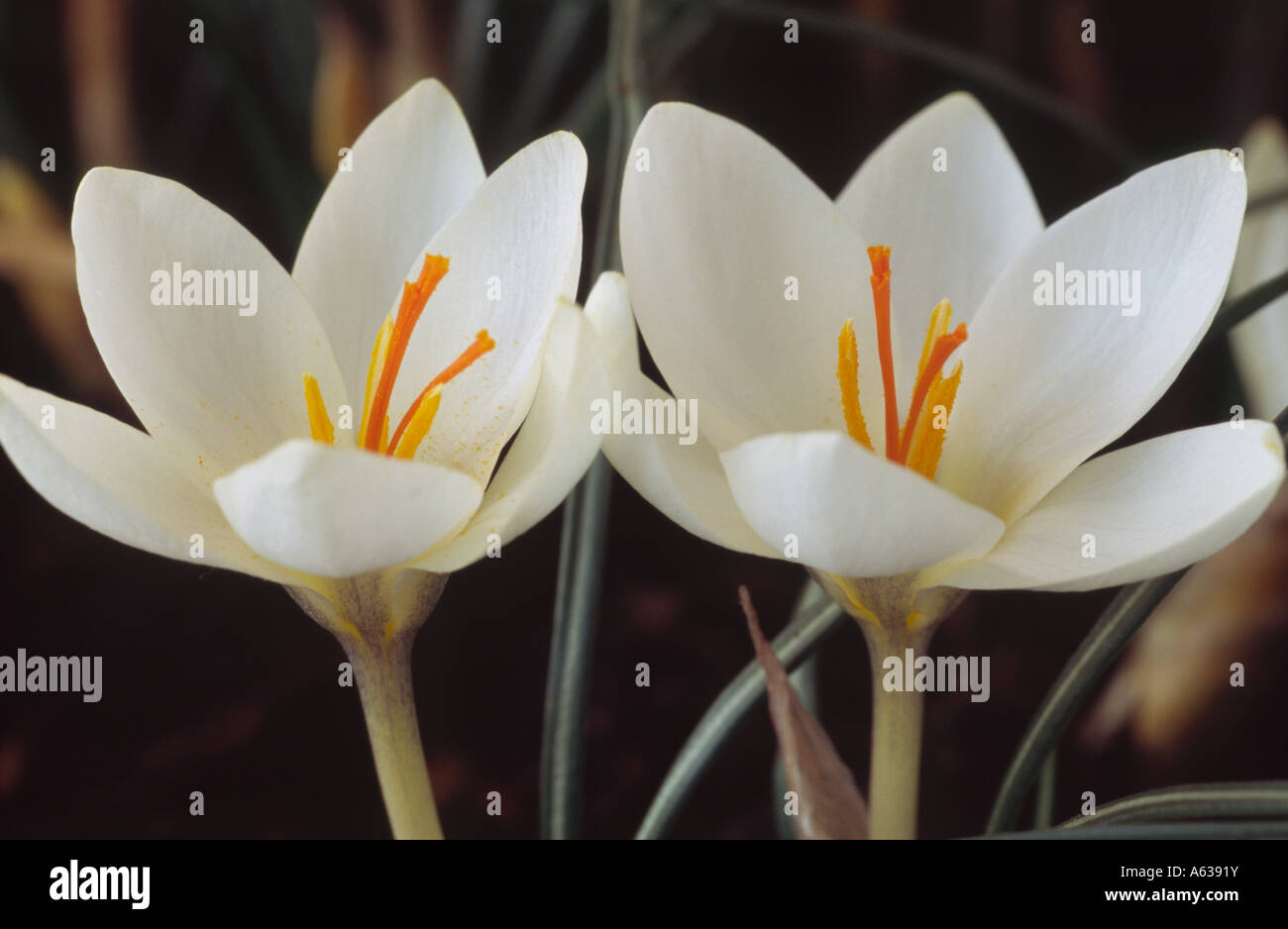 Crocus biflorus 'Miss Vain' Close up of two white open crocus flowers ...