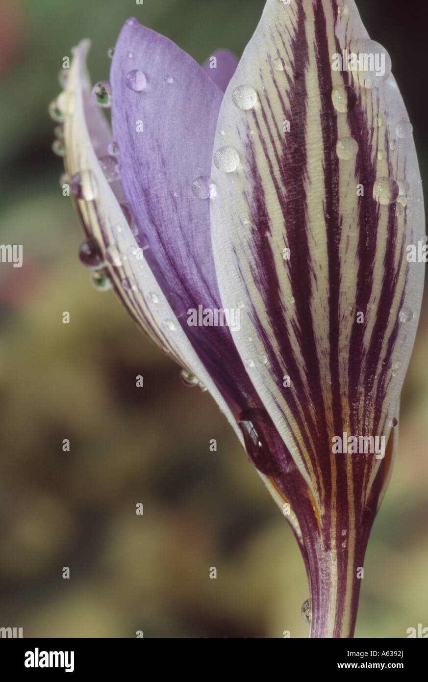 Crocus biflorus subsp. isauricus. Close up of crocus flower with dark ...