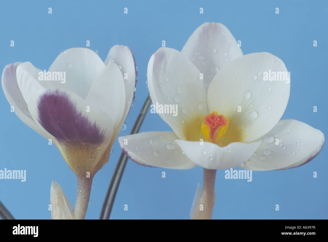 Crocus chrysanthus 'Blue Bird' Close up of two violet-blue and white ...