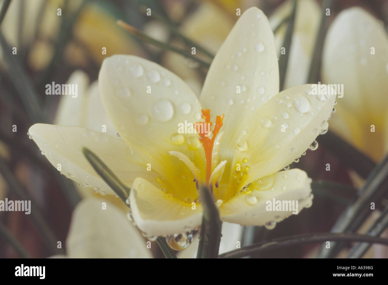 Cream coloured crocus hi-res stock photography and images - Alamy