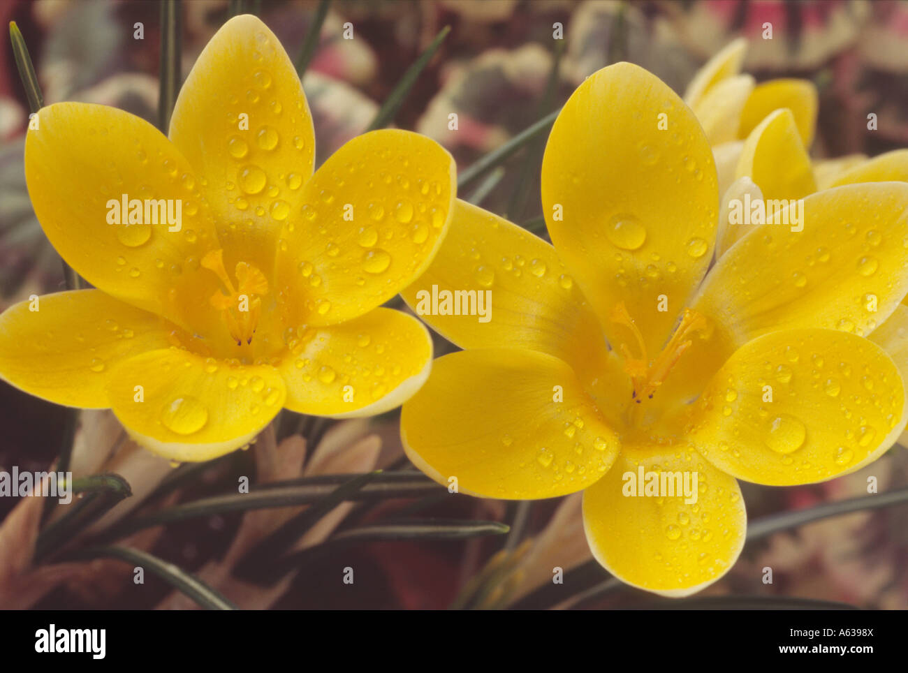Crocus chrysanthus romance hi-res stock photography and images - Alamy