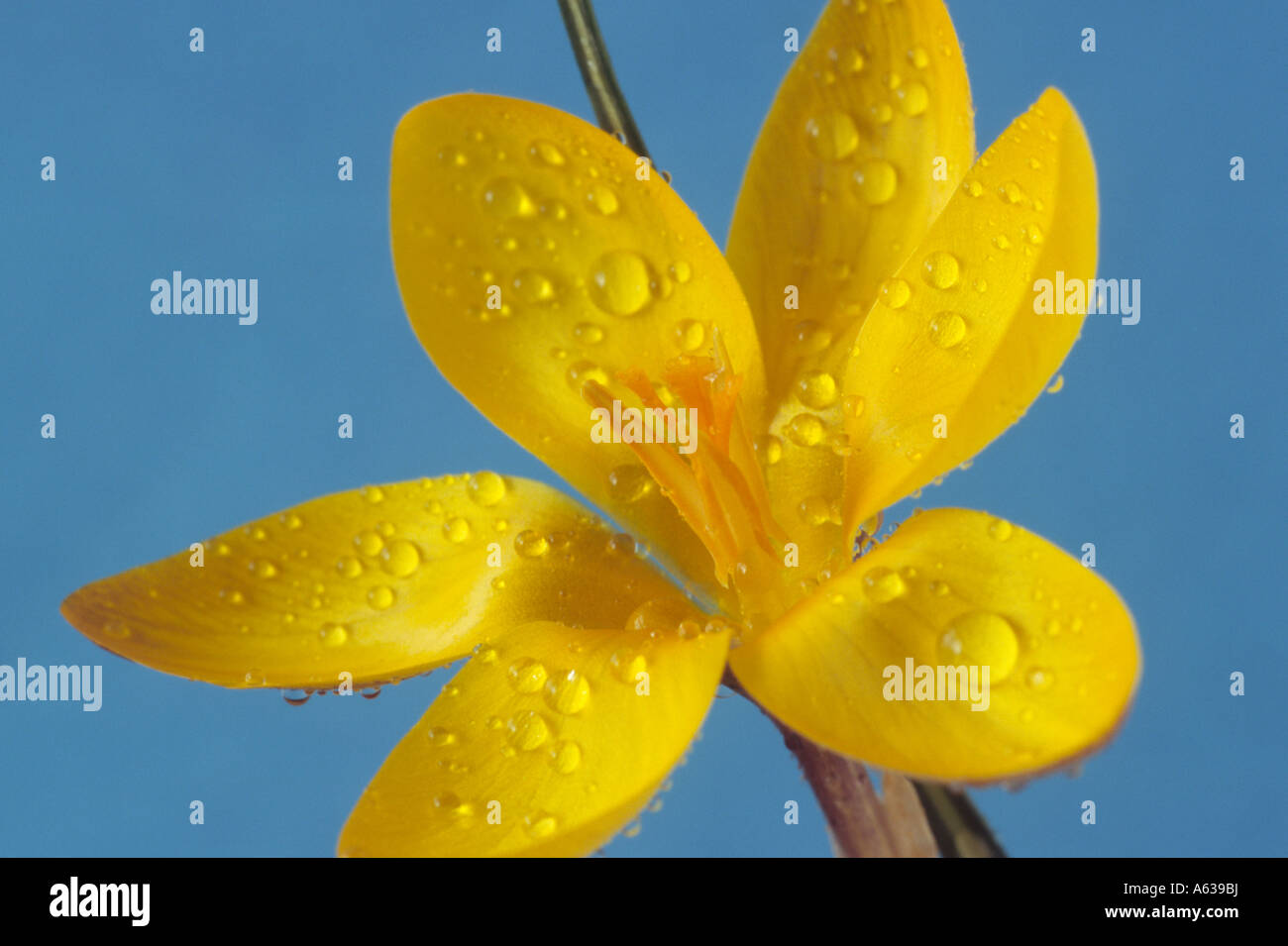 Crocus Chrysanthus Fuscotinctus High Resolution Stock Photography and ...