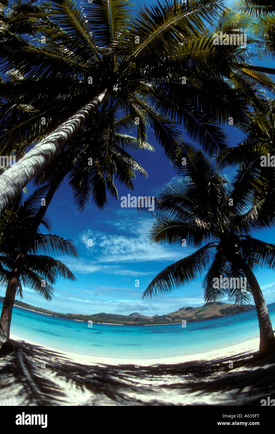 palm tree, palm trees, Tawewa Island, Matacawalevu Island, background ...