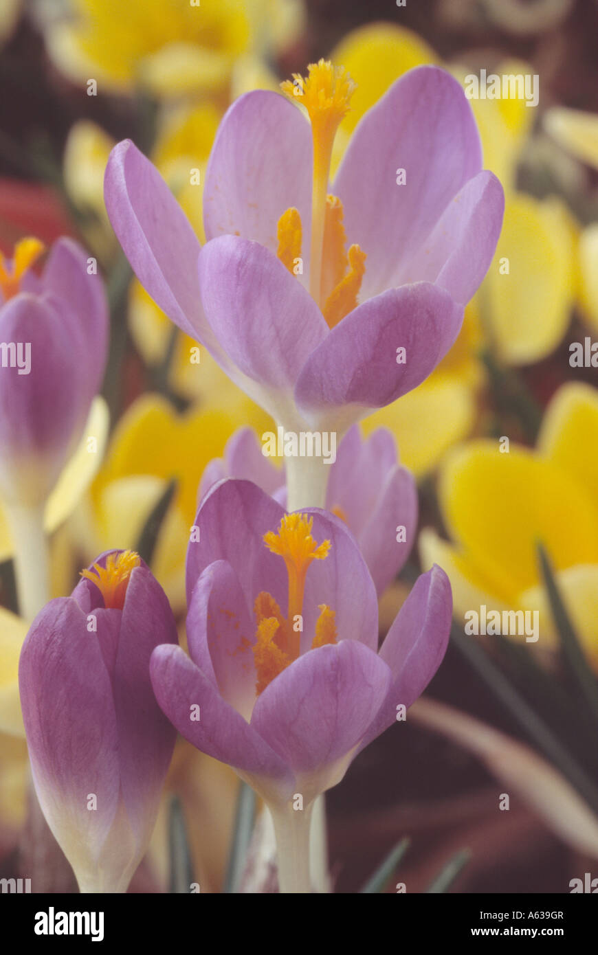 Crocus tommasinianus barr's purple hi-res stock photography and images ...