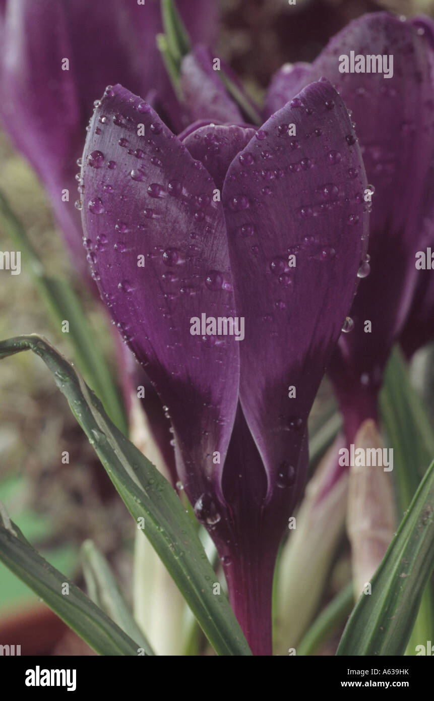 Crocus vernus 'Negro Boy' (Dutch crocus) Close up of dark purple crocus ...