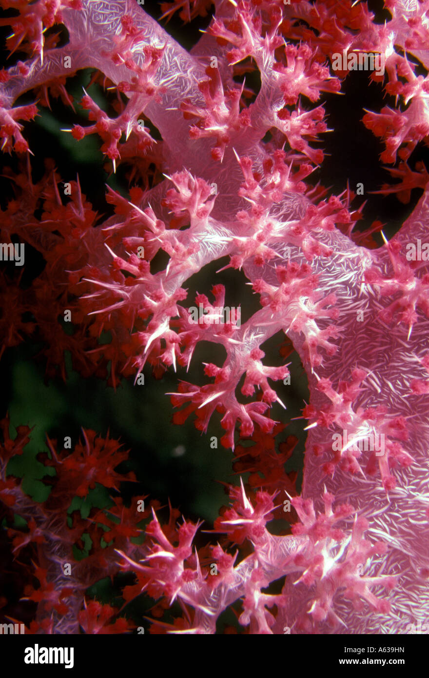 soft coral, polyp, polyps, coral reef, coral reefs, Fiji, Fiji Island ...