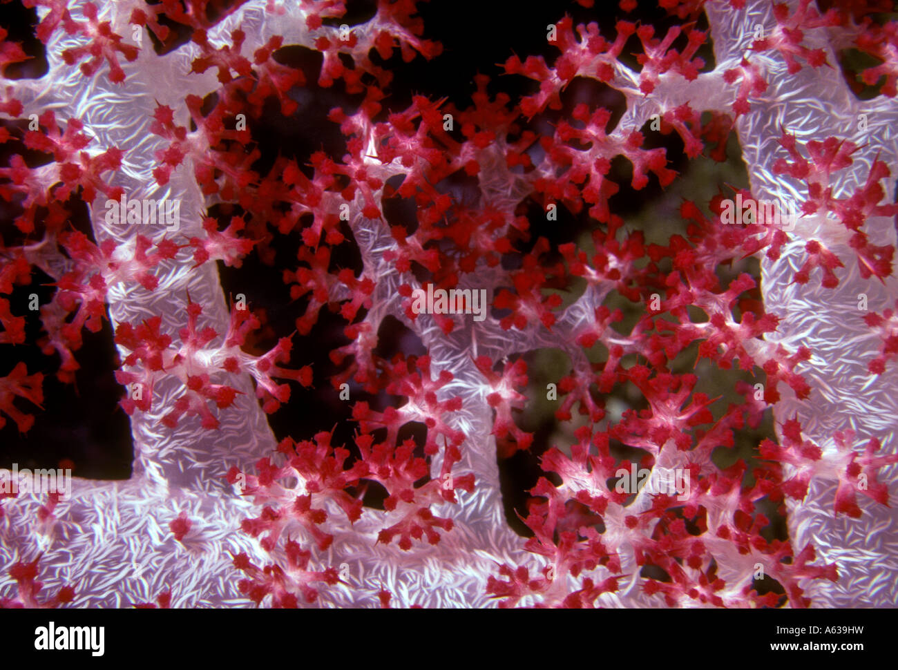 soft coral, polyp, polyps, coral reef, coral reefs, Fiji, Fiji Island ...