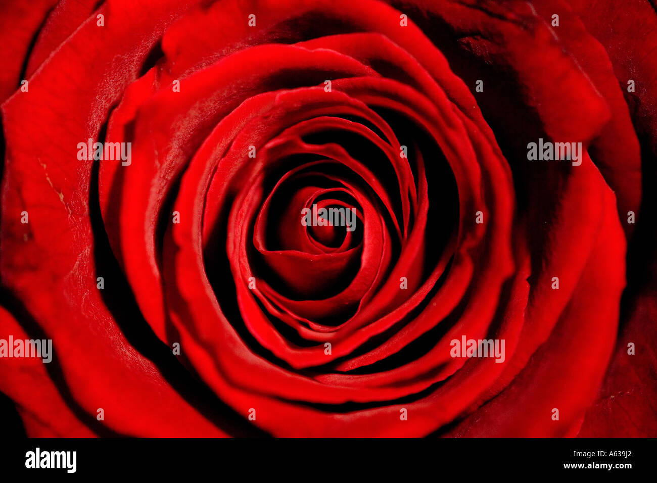 Red Roses in vase Stock Photo - Alamy