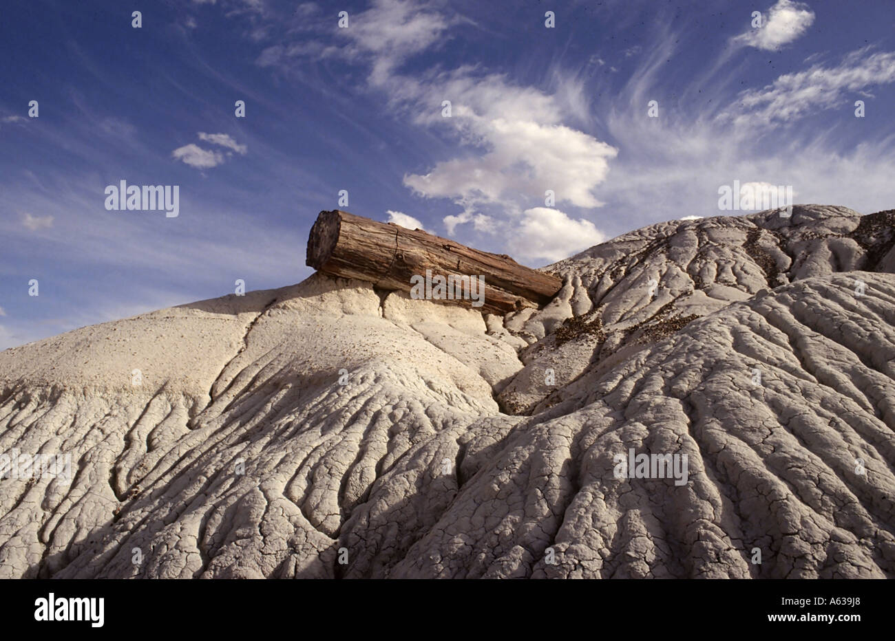 Fossils on landscape, Petrified Forest National Park, Arizona, USA ...