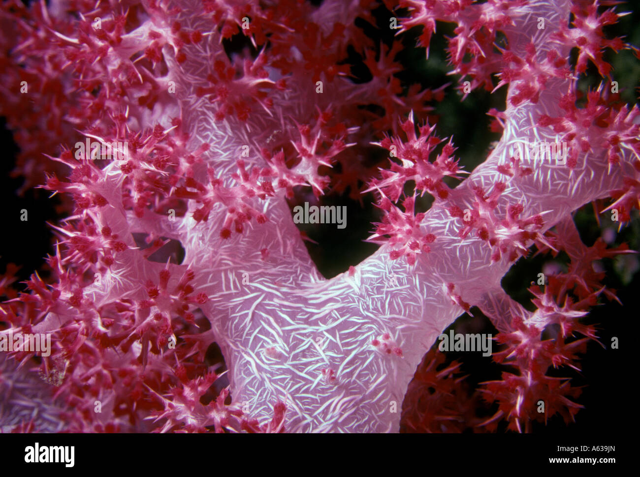 soft coral, soft corals, coral polyp, polyps, polyp, polyps, Fiji, Fiji ...