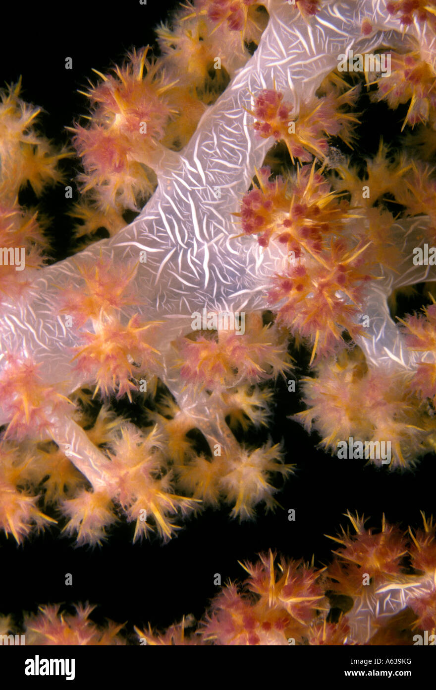 soft coral, polyp, polyps, coral reef, coral reefs, Fiji, Fiji Island ...