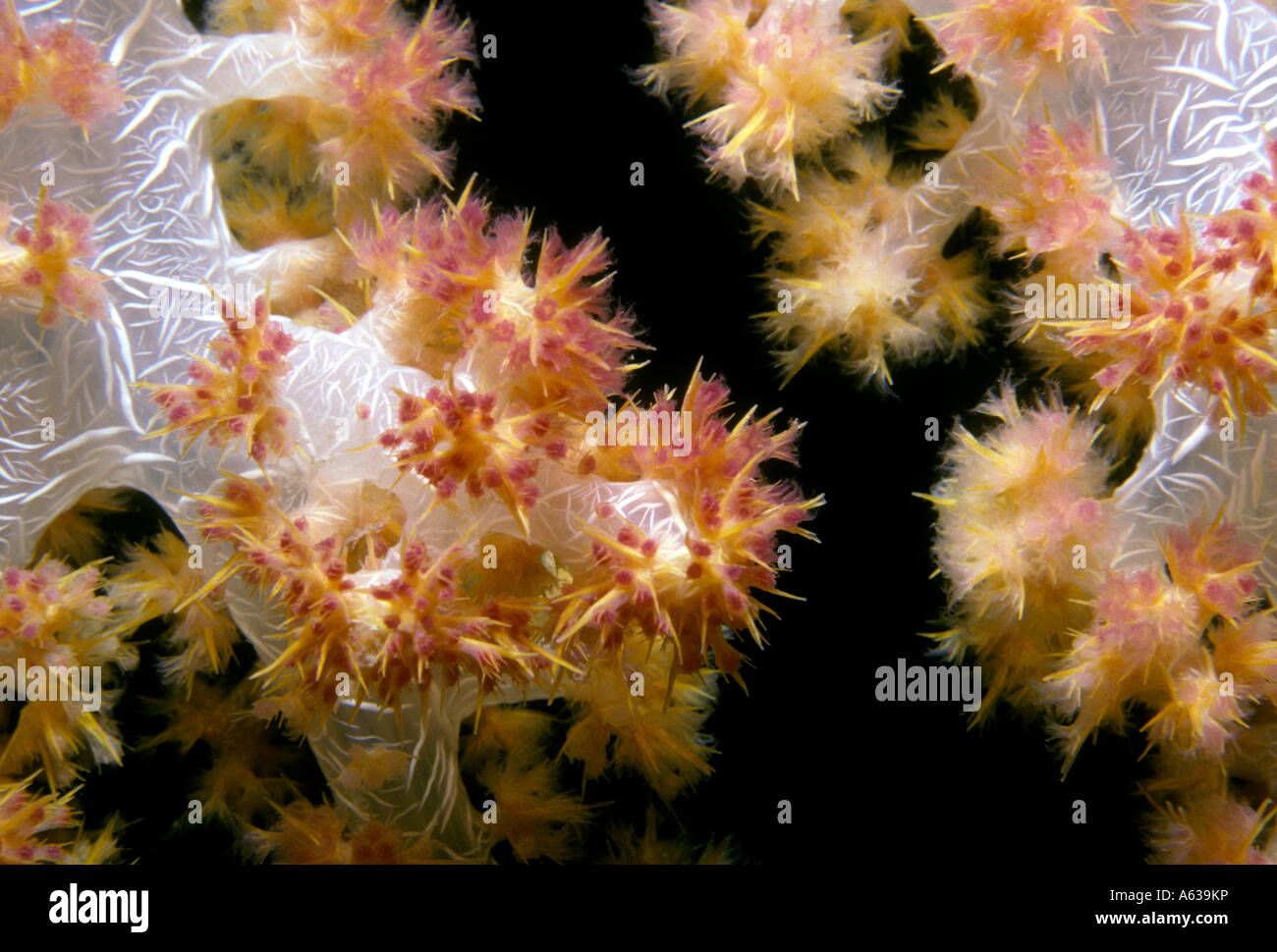 soft coral, polyp, polyps, coral reef, coral reefs, Fiji, Fiji Island ...