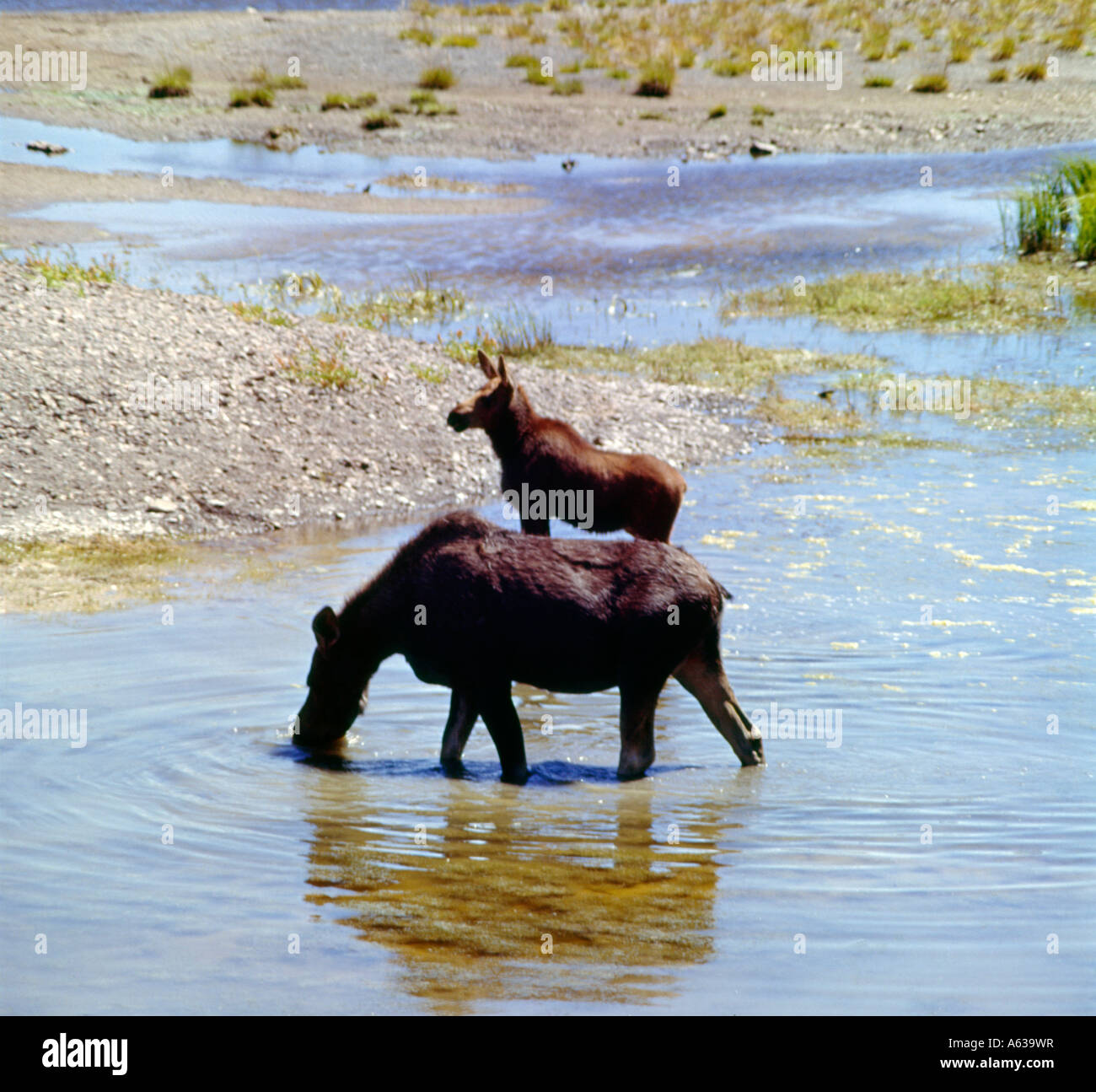 Moose reflection in a pond hi-res stock photography and images - Alamy