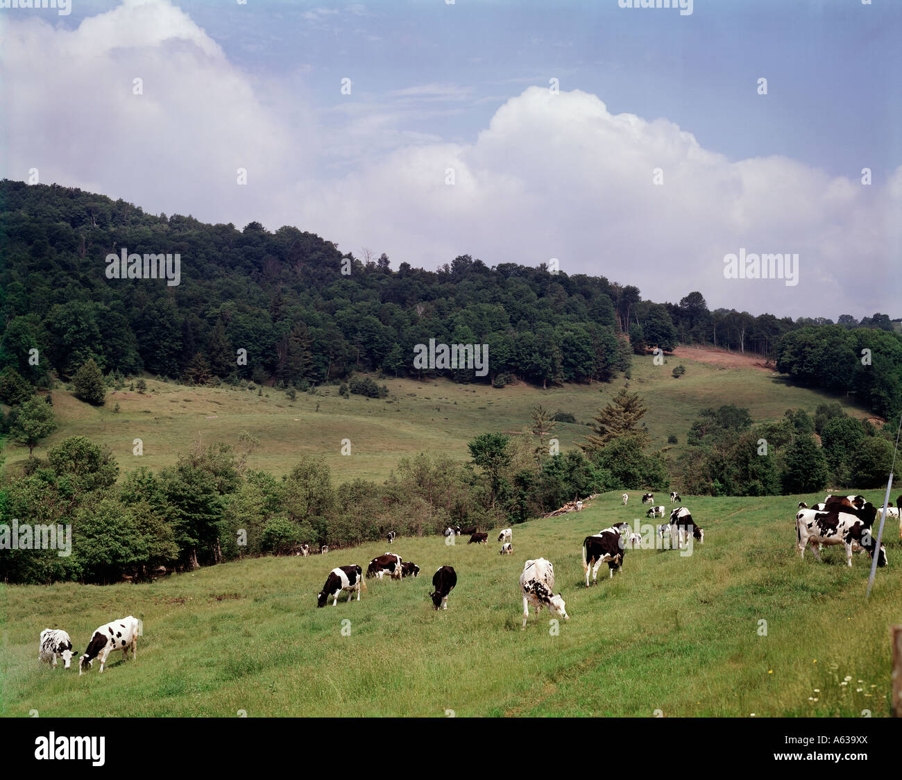 Holstein milk cows graze on a lush green Vermont hillside Stock Photo ...