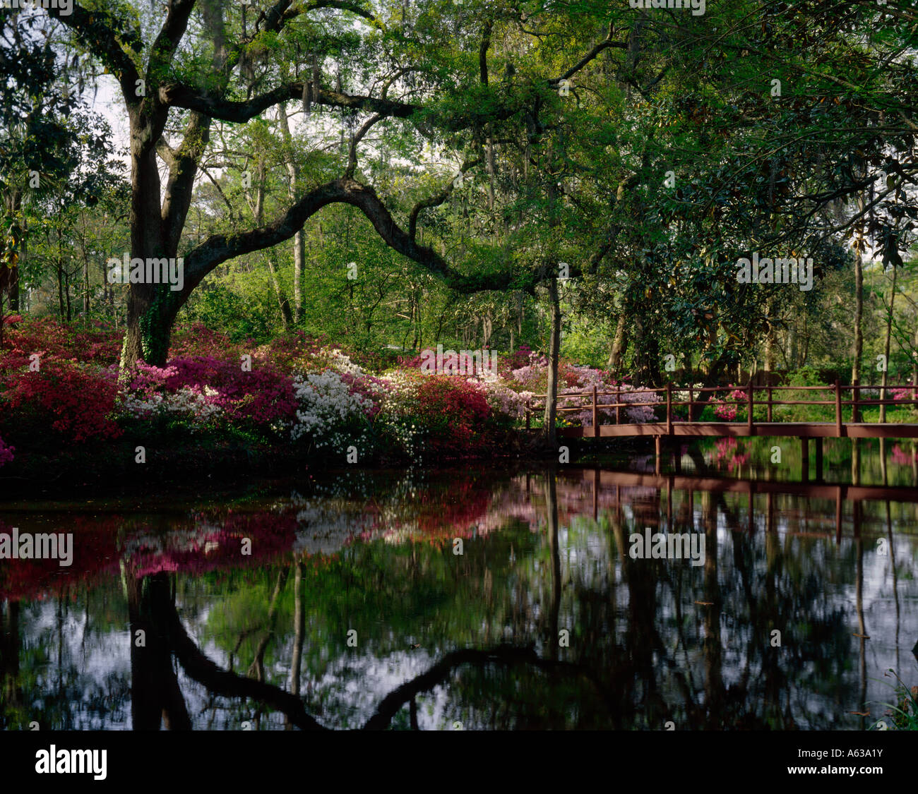 Colorful azaleas bloom at Magnolia Gardens in South Carolina Stock ...
