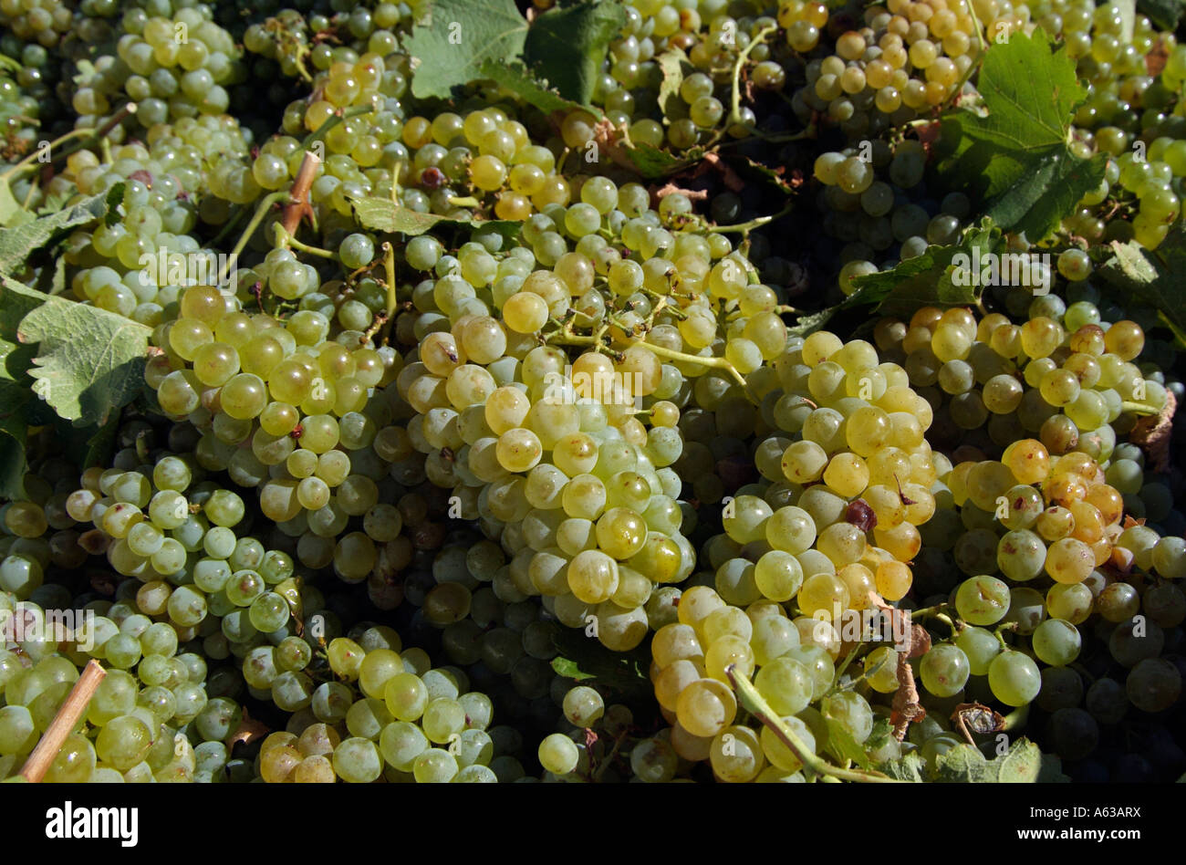 Chenin Blanc grapes Harvest time South Africa Stock Photo - Alamy