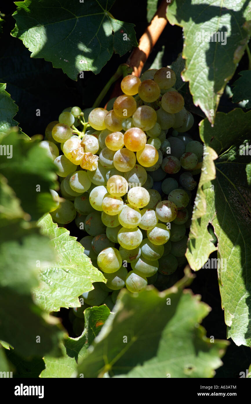 Chenin Blanc grapes Harvest time South Africa. On the vine Stock Photo ...
