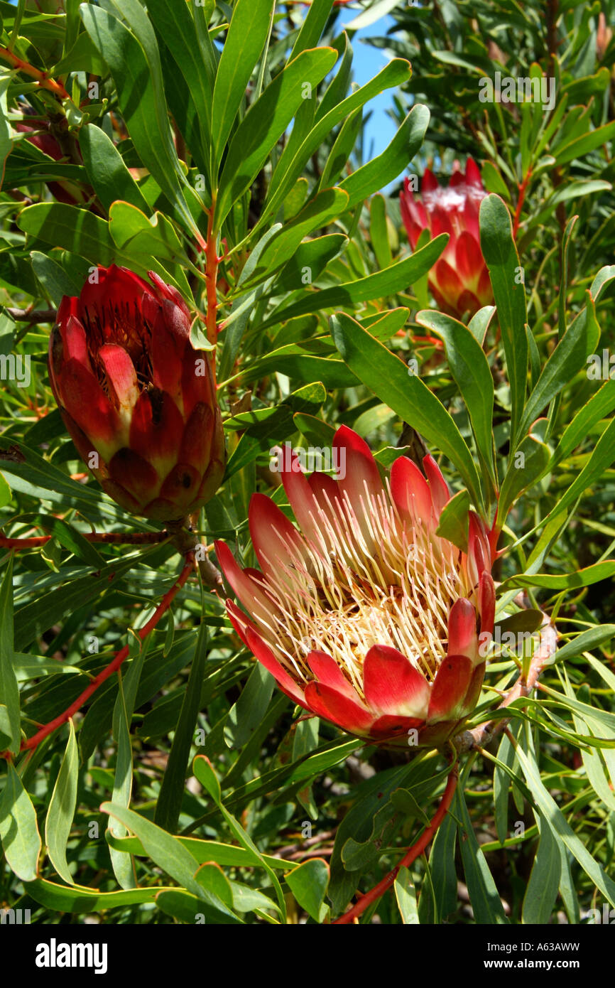 Protea Magnifica in bloom.Kirstenbosch National Botanical Garden. Cape ...
