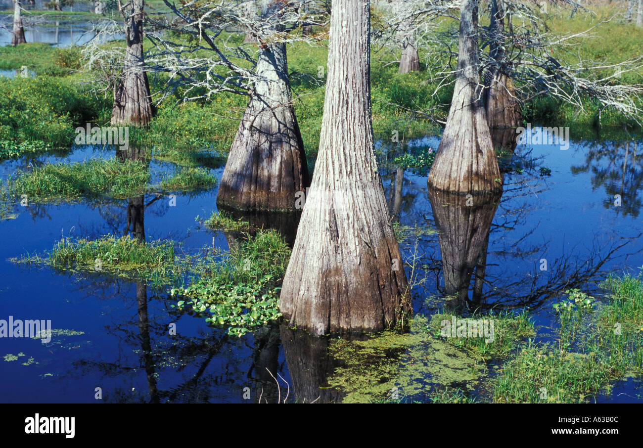 Black bayou lake la hi-res stock photography and images - Alamy