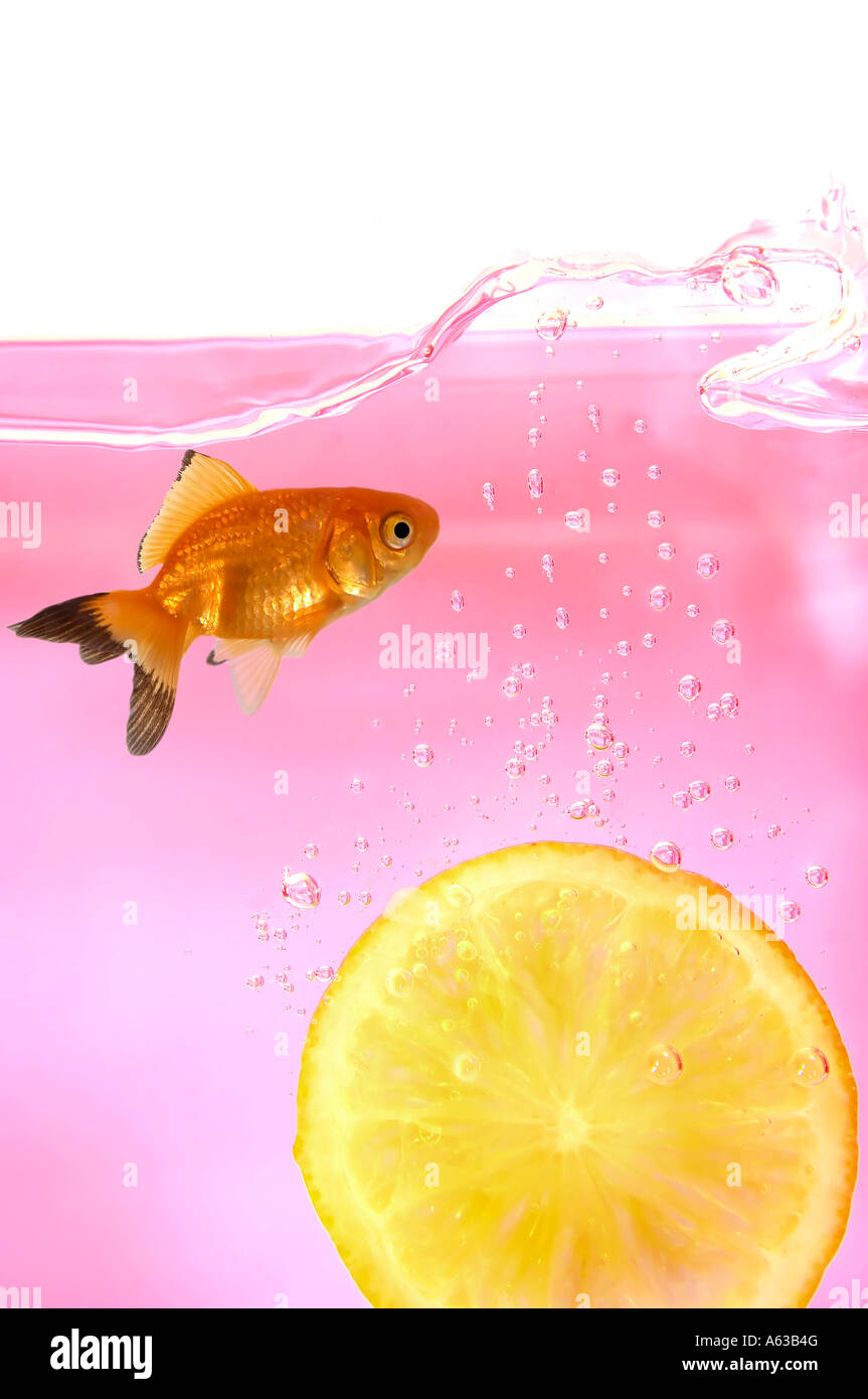 A goldfish swimming in water with a slice of orange Stock Photo - Alamy