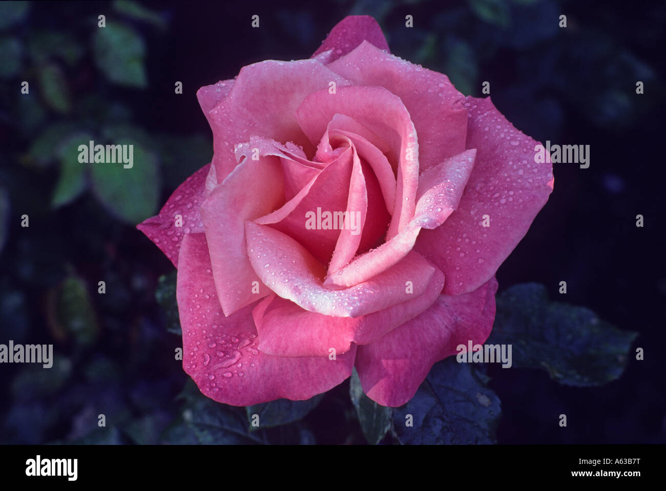 Rose, Edinburgh, Scotland Stock Photo - Alamy