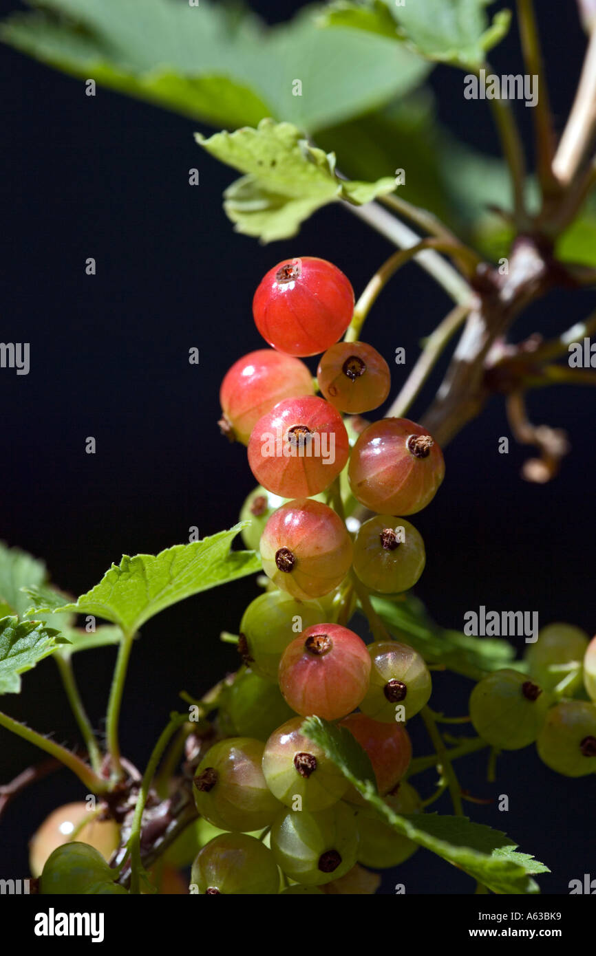 Red current harvest hi-res stock photography and images - Alamy