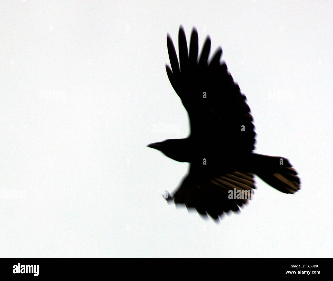 Crow flies hi-res stock photography and images - Alamy