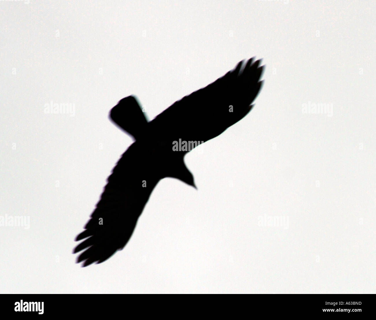 Traveling crow hi-res stock photography and images - Alamy