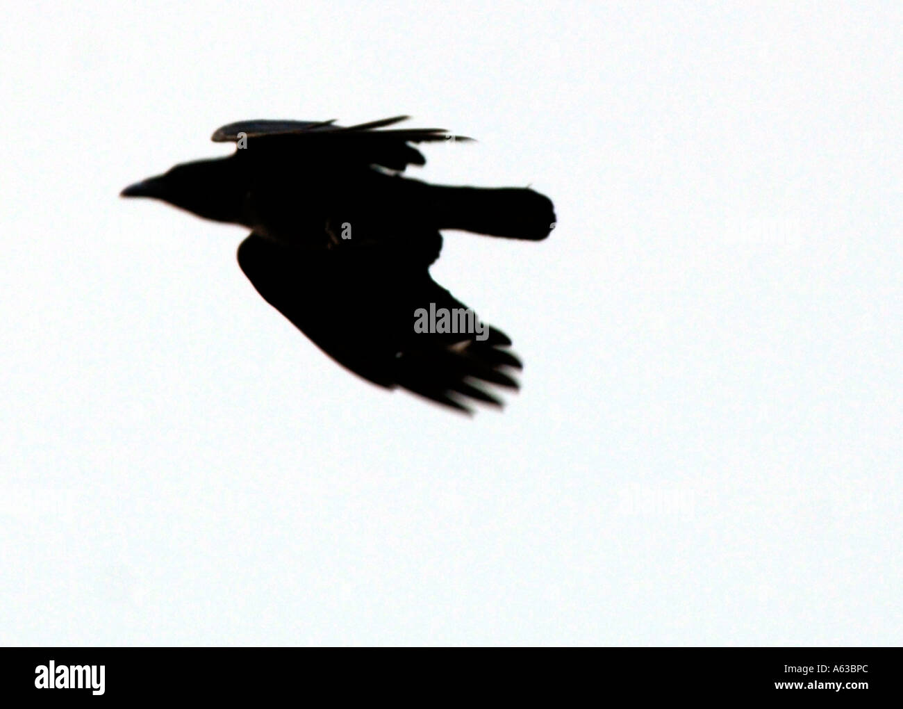 Picture crow Cut Out Stock Images & Pictures - Alamy